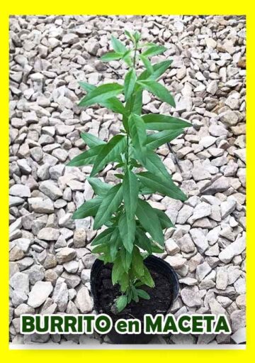 Planta de Burrito ️ Para el Mate y el Té ⋆ Propiedades y Contras