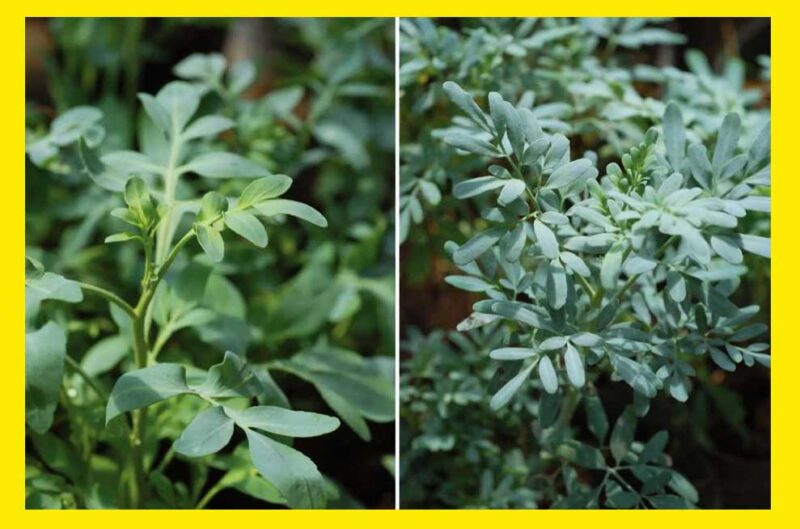 PLANTA de la RUDA ⋆ ¿Macho o Hembra? Dónde se Planta ⋆