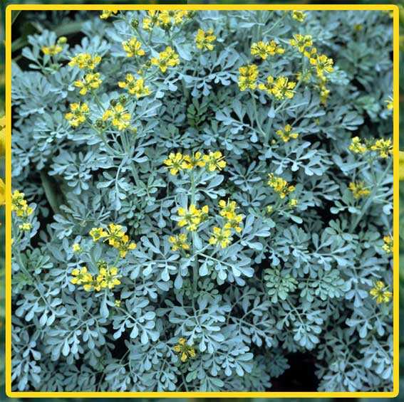 PLANTA de la RUDA ⋆ ¿Macho o Hembra? Dónde se Planta ⋆