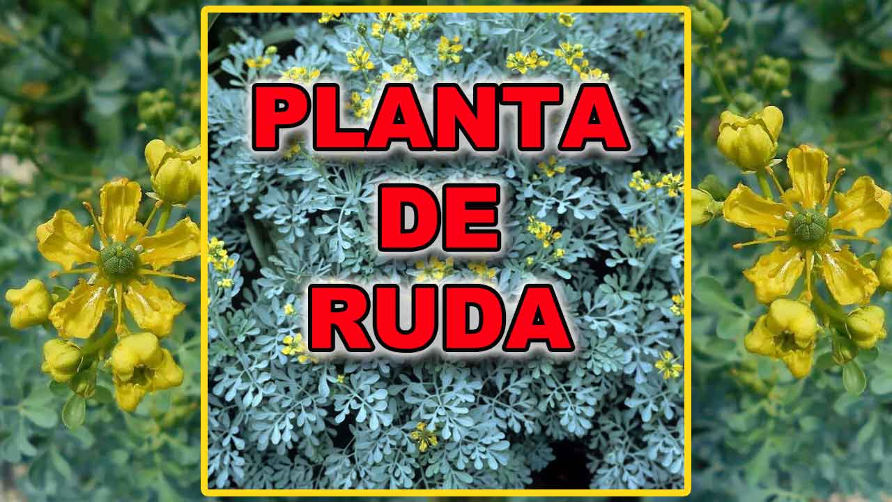 PLANTA de la RUDA ⋆ ¿Macho o Hembra? Dónde se Planta ⋆