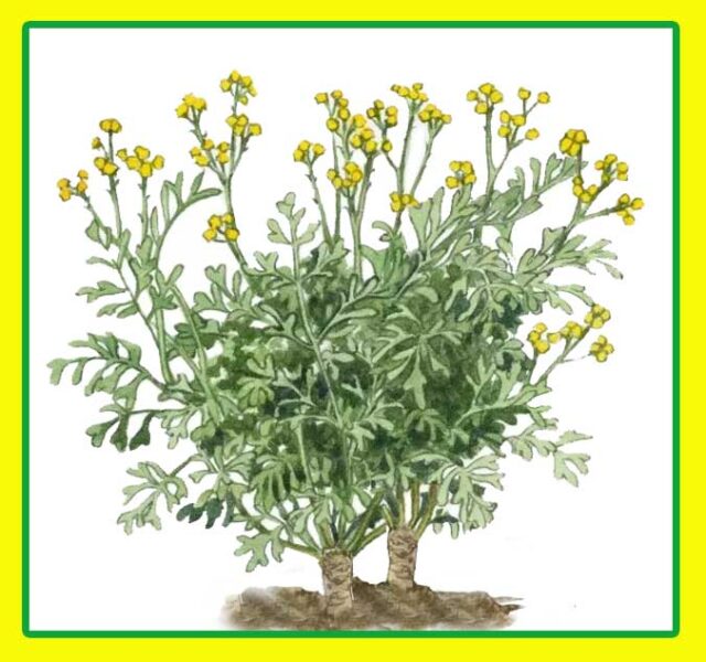 PLANTA de la RUDA ⋆ ¿Macho o Hembra? Dónde se Planta ⋆