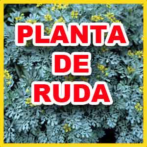 PLANTA de la RUDA ⋆ ¿Macho o Hembra? Dónde se Planta ⋆