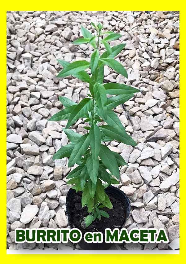 Planta de Burrito ️ Para el Mate y el Té ⋆ Propiedades y Contras
