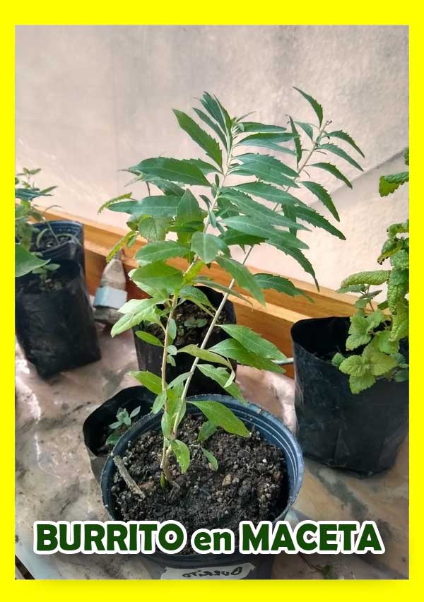 Planta de Burrito ️ Para el Mate y el Té ⋆ Propiedades y Contras