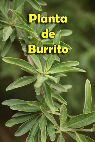 Planta de Burrito ️ Para el Mate y el Té ⋆ Propiedades y Contras
